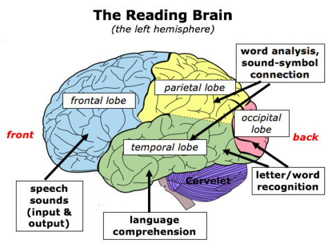 How the Brain Learns to Read - Keys to Literacy